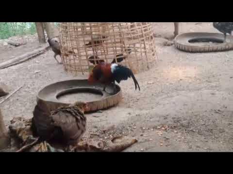 f1 Suab qaib qus - YouTube