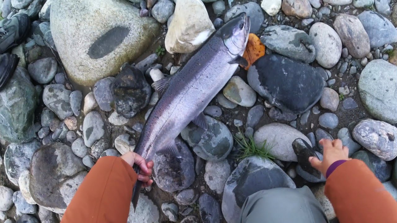 Salmon Fishing in BC 🎣When it’s been a slow day and you finally landed ...