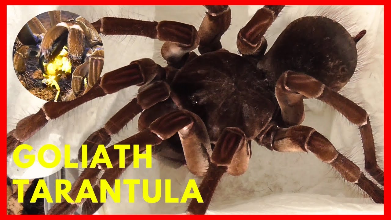 👹😲👹GIANT Goliath Tarantula Fangs SIZE!👹😲👹TARANTULA THERAPHOSA👹😲👹 - YouTube