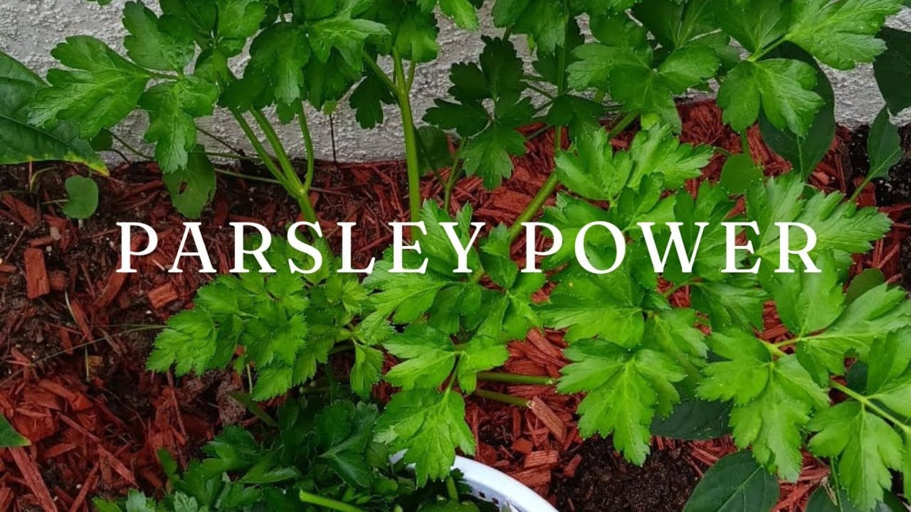 Parsley Power | Ep. #4 - YouTube