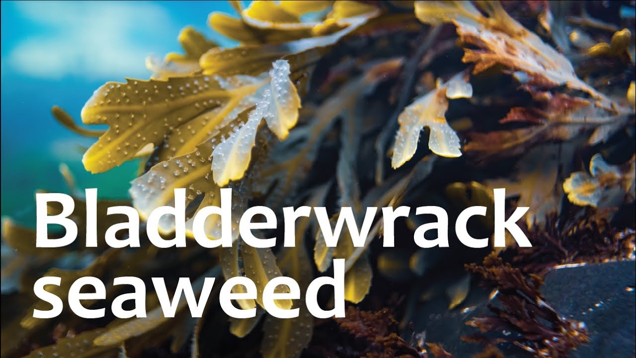 Bladderwrack seaweed_ SEAWEED ORGANICS SKINCARE - YouTube