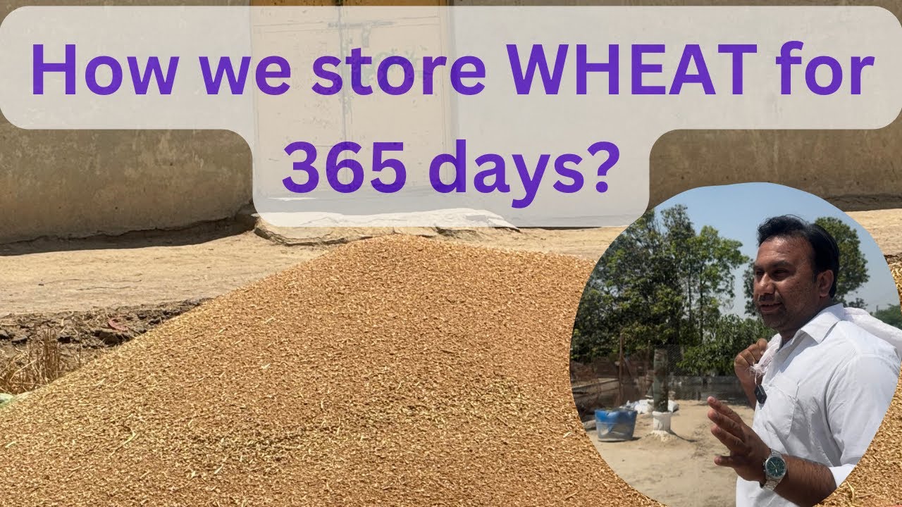 Wheat store for 365 days| safety| - YouTube