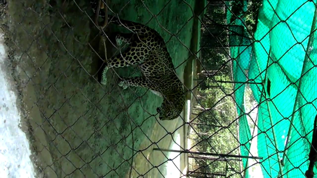 Leopard charging - YouTube