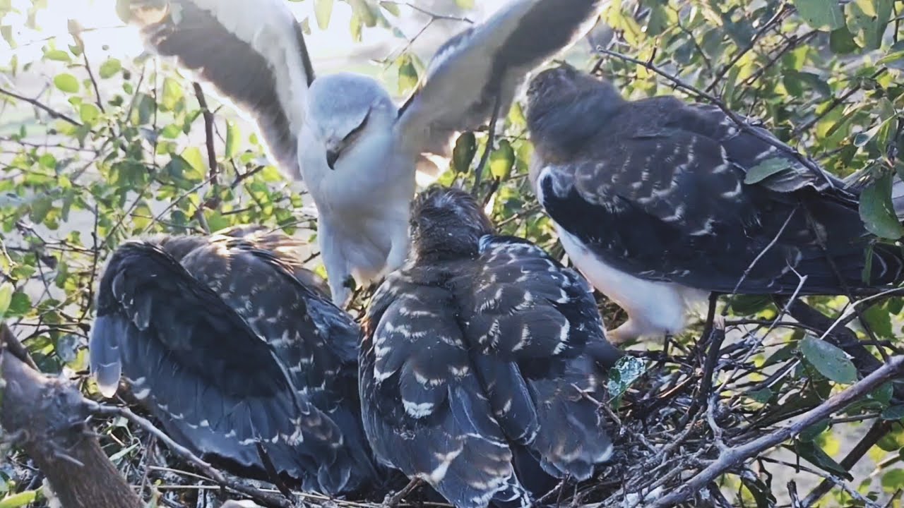Young black winged babies waiting for mom cause of hunger ...
