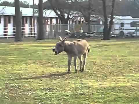 Donkey Scream - YouTube