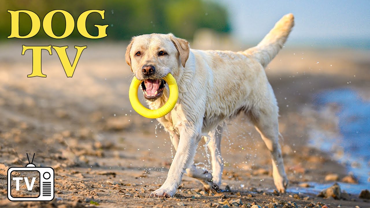 DOG TV: Video Entertain for Dogs to Prevent Boredom + The Ultimate Dog ...