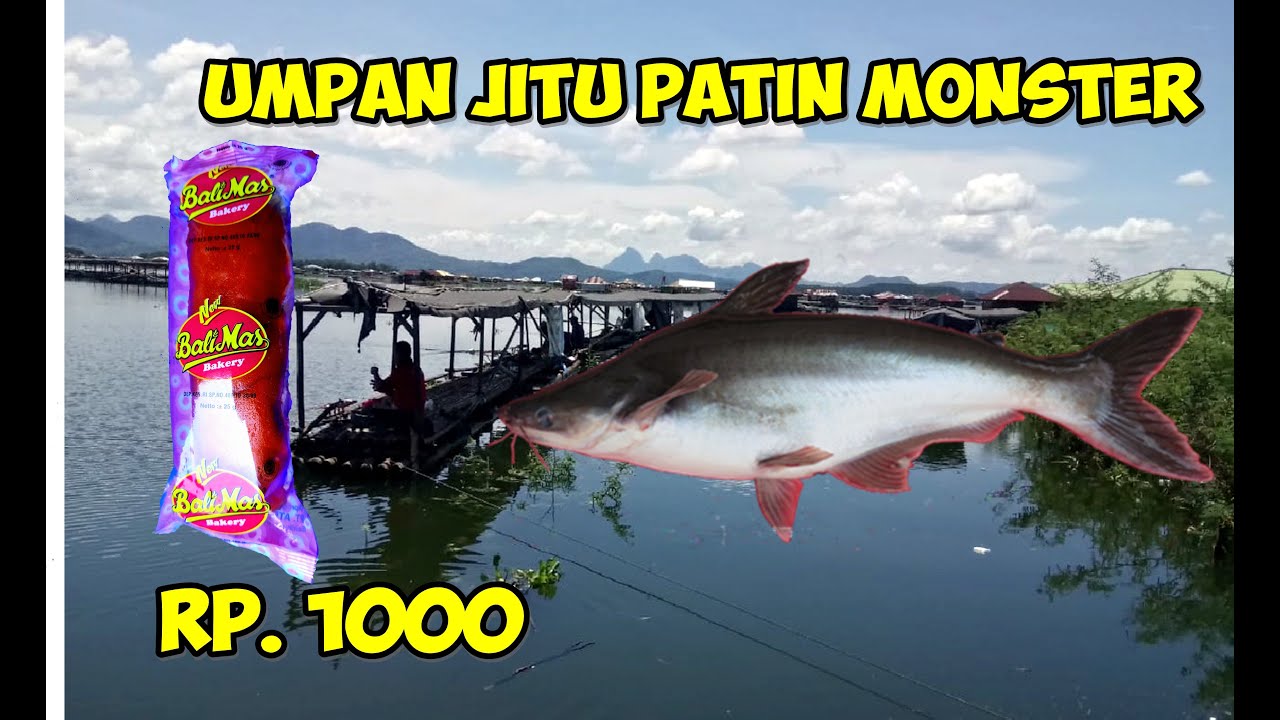 UMPAN IKAN PATIN PALING JITU || UMPAN PATIN LIAR - YouTube