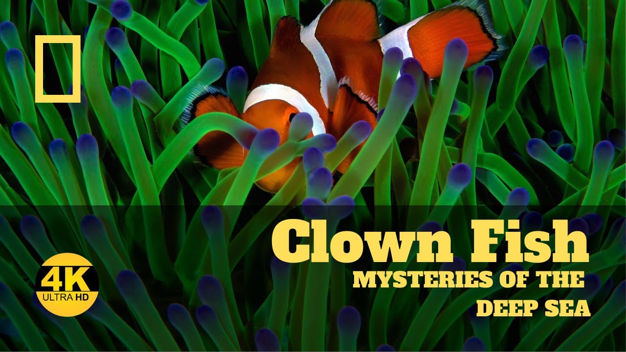 Ocean Clown: Amazing Clownfish Teamwork | 4K UHD | Blue Planet - YouTube