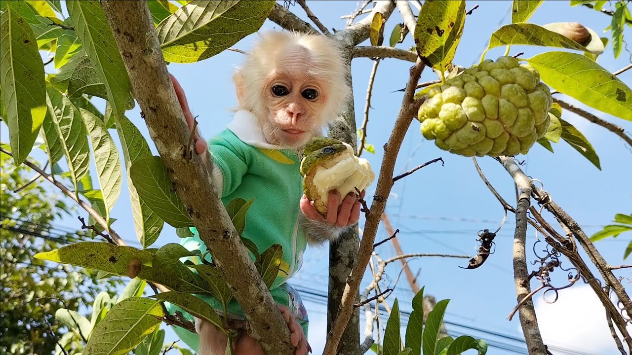 Smart Cutis Monkey knows how to climb and pick fruit to eat - YouTube