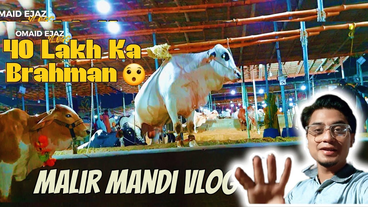 FINALLY JANWAR LELIA 165K ME | MALIR MANDI VLOG | by OmaidEjazV logs ...