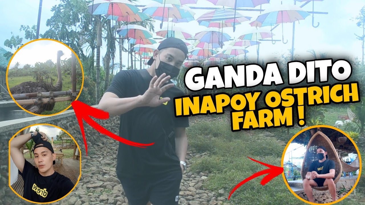 INAPOY OSTRICH POULTRY FARM ! BRGY.INAPOY KABANKALAN CITY NEGROS ...