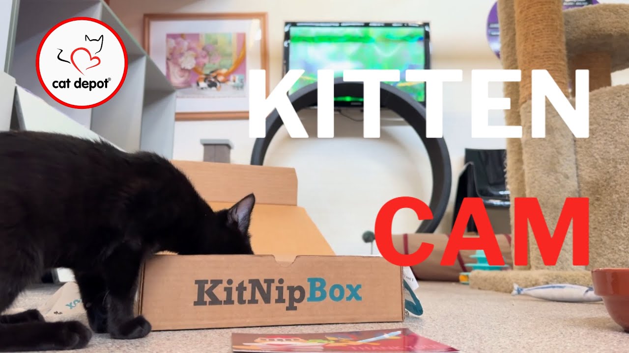 Kitten Cam - Kitten Unboxing - YouTube