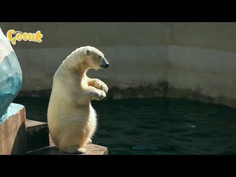 Hayvanlar Âlemi / Kutup Ayısı