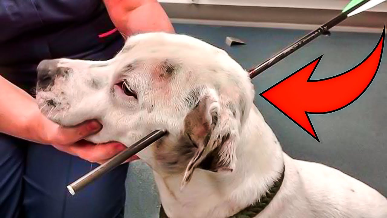 A Dog with a Crossbow Arrow in his Head Was Suffering Alone, But His ...