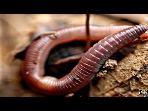 Attraper des vers de terre FACILEMENT ! - YouTube