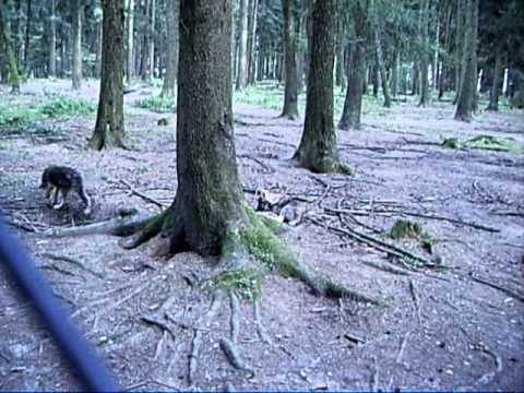 Bavarian Werewolf 3/5 - YouTube