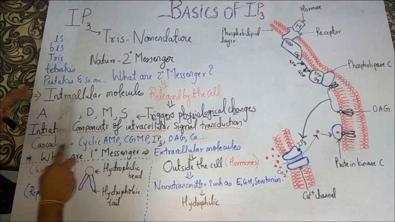 Signalling pathways & Messenger (BASICS OF IP3) - YouTube