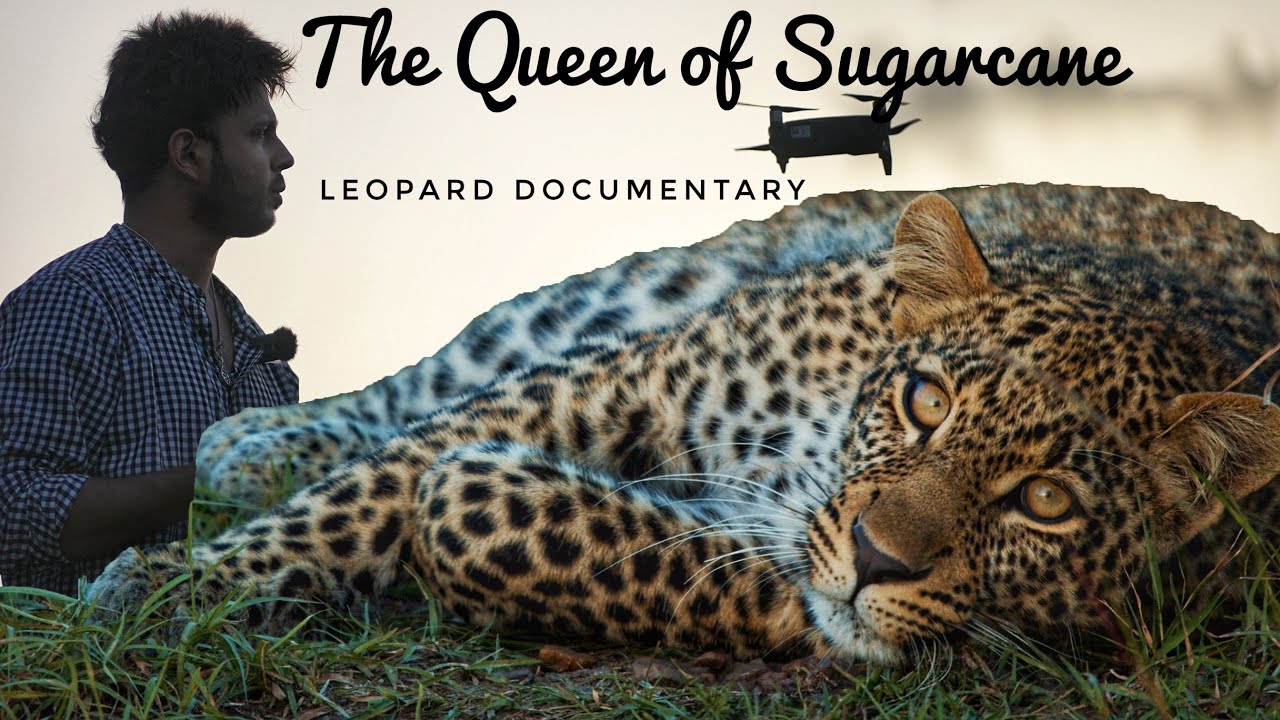 Leopards in Sugarcane farms | Documentary | Leopard in Pune city ...