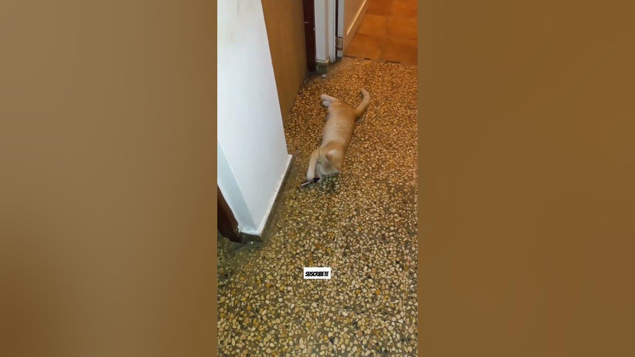 Cat Cats Youtube