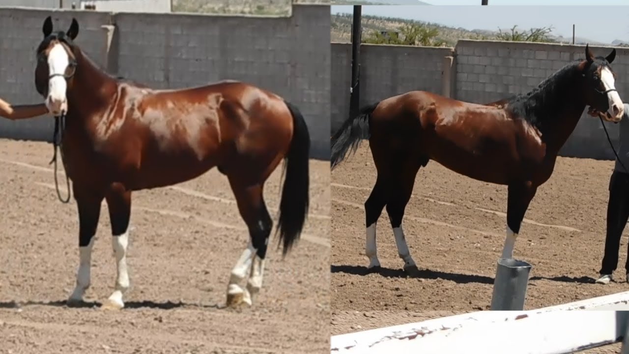 Caballo Gunner Semental Monta Chihuahua - YouTube