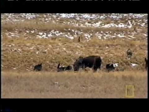 Bison Defenses Against Wolves - YouTube