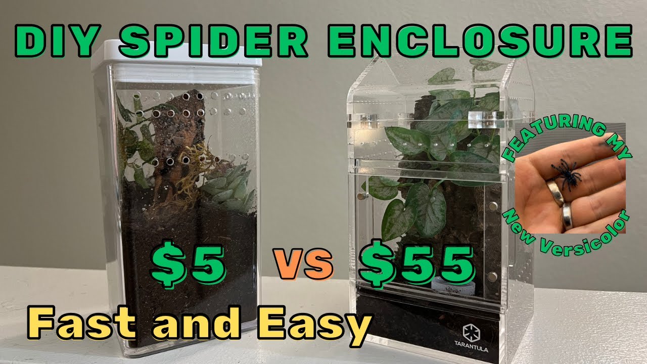 DIY CHEAP ENCLOSURE FOR MY NEW TARANTULA | EASY - YouTube