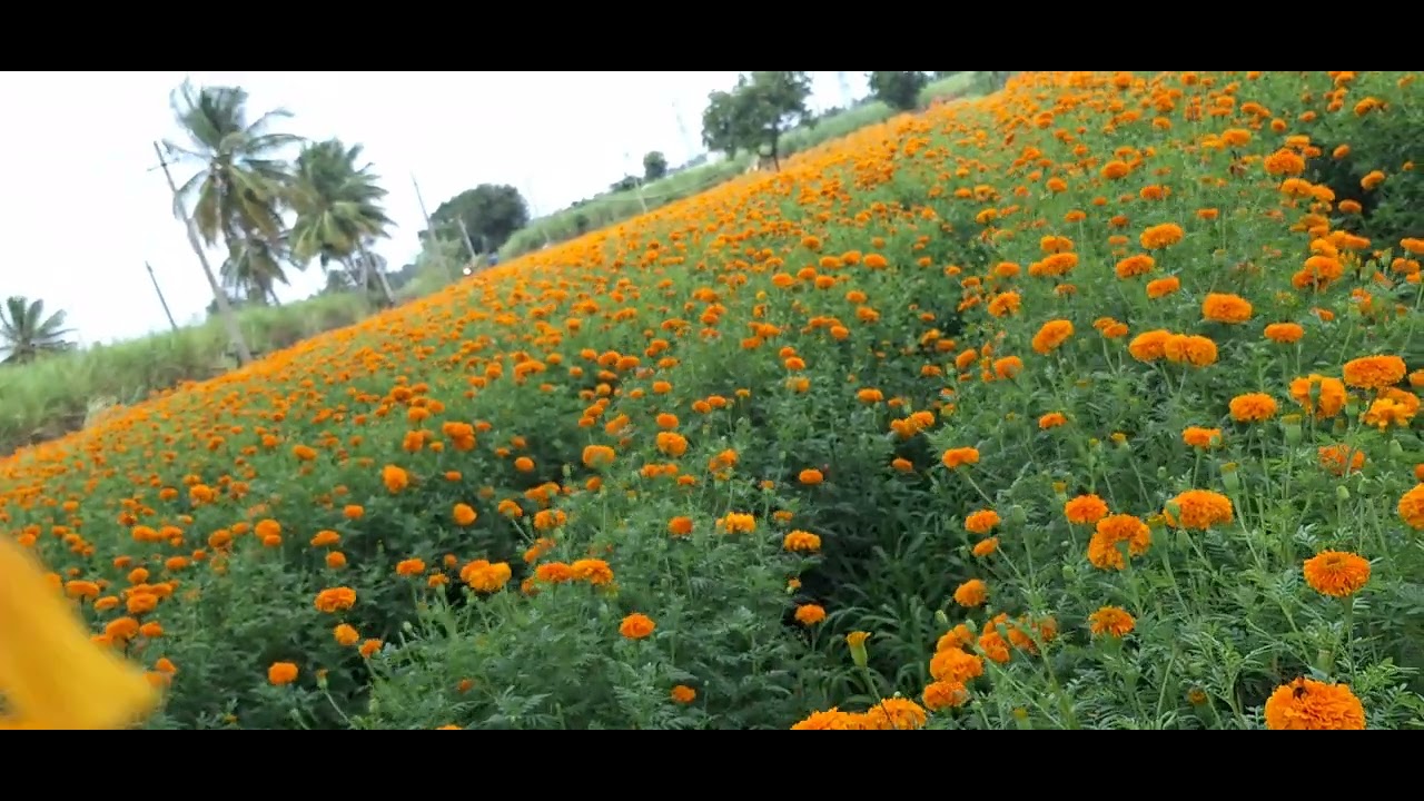 chandu plavar - YouTube