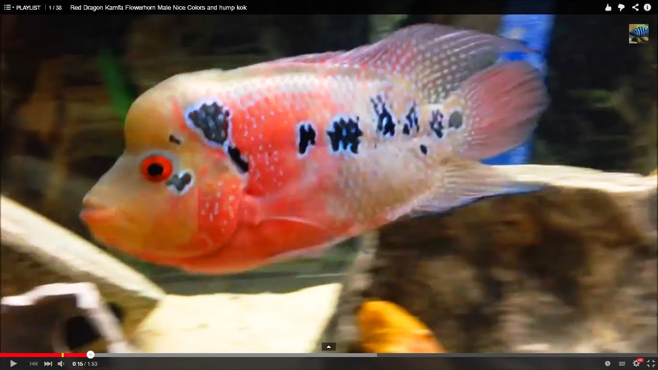 Red Dragon Kamfa Flowerhorn Male Nice Colors and hump kok - YouTube