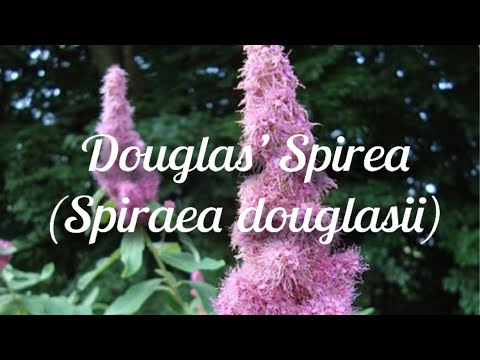 Is Spirea A Native Plant