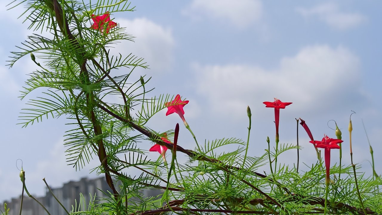 Cypress vine / barbati plant /Little terrace garden ... - YouTube