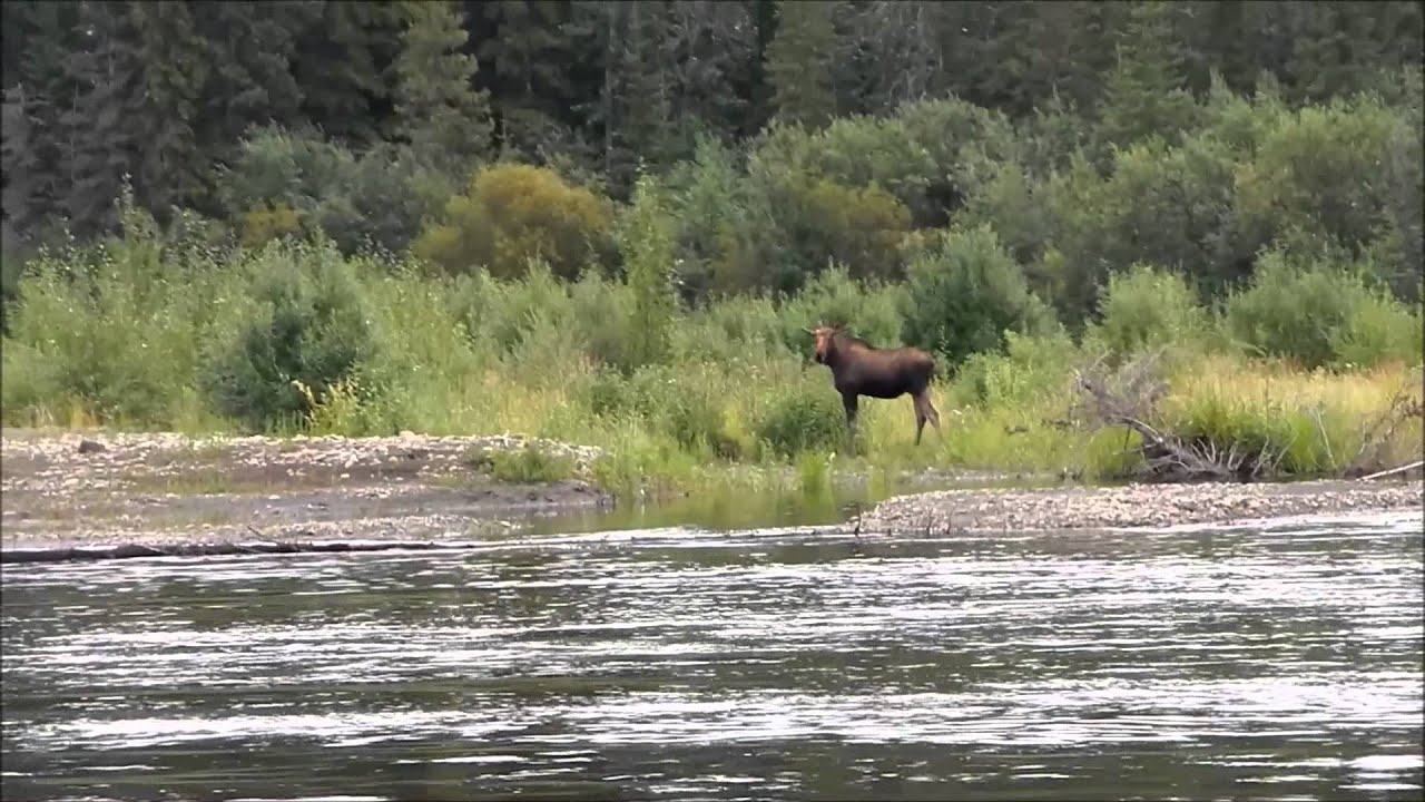 Moose on Salmon Fork Black River, Alaska - YouTube