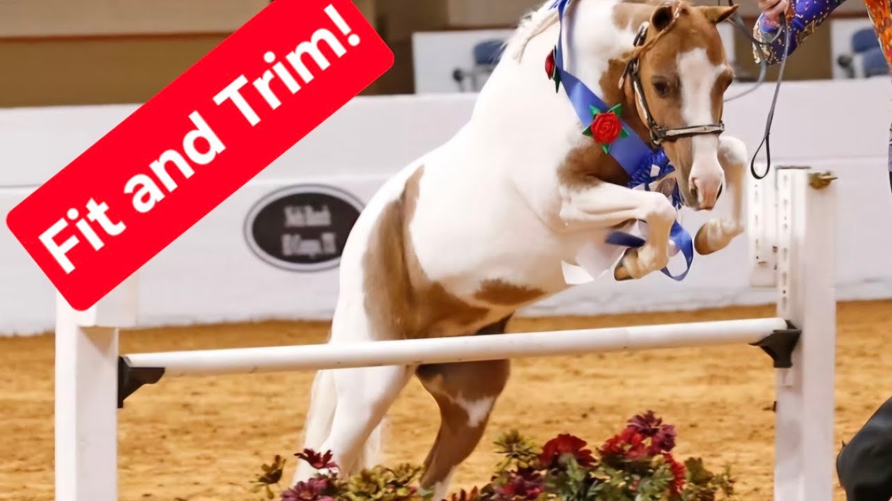 Miniature Horses - Conditioning Your Mini Horse For the Show Ring - YouTube