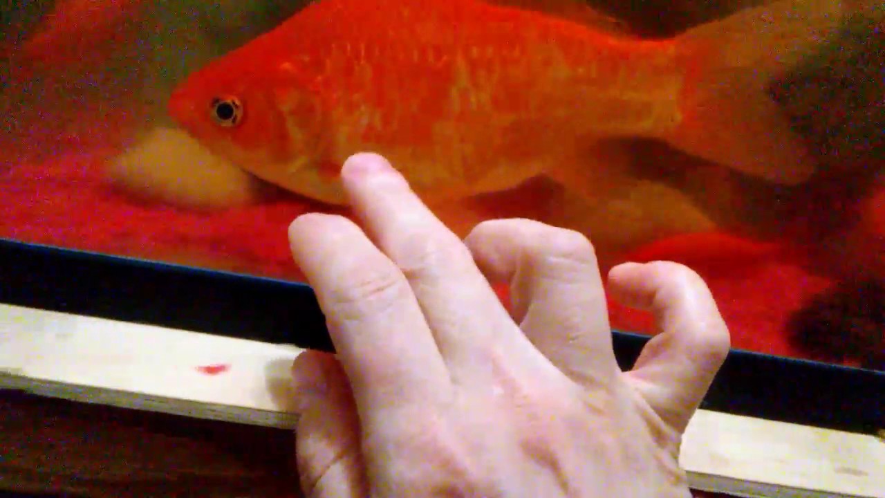 Al Capone gang of Gold fishes clownning around - YouTube