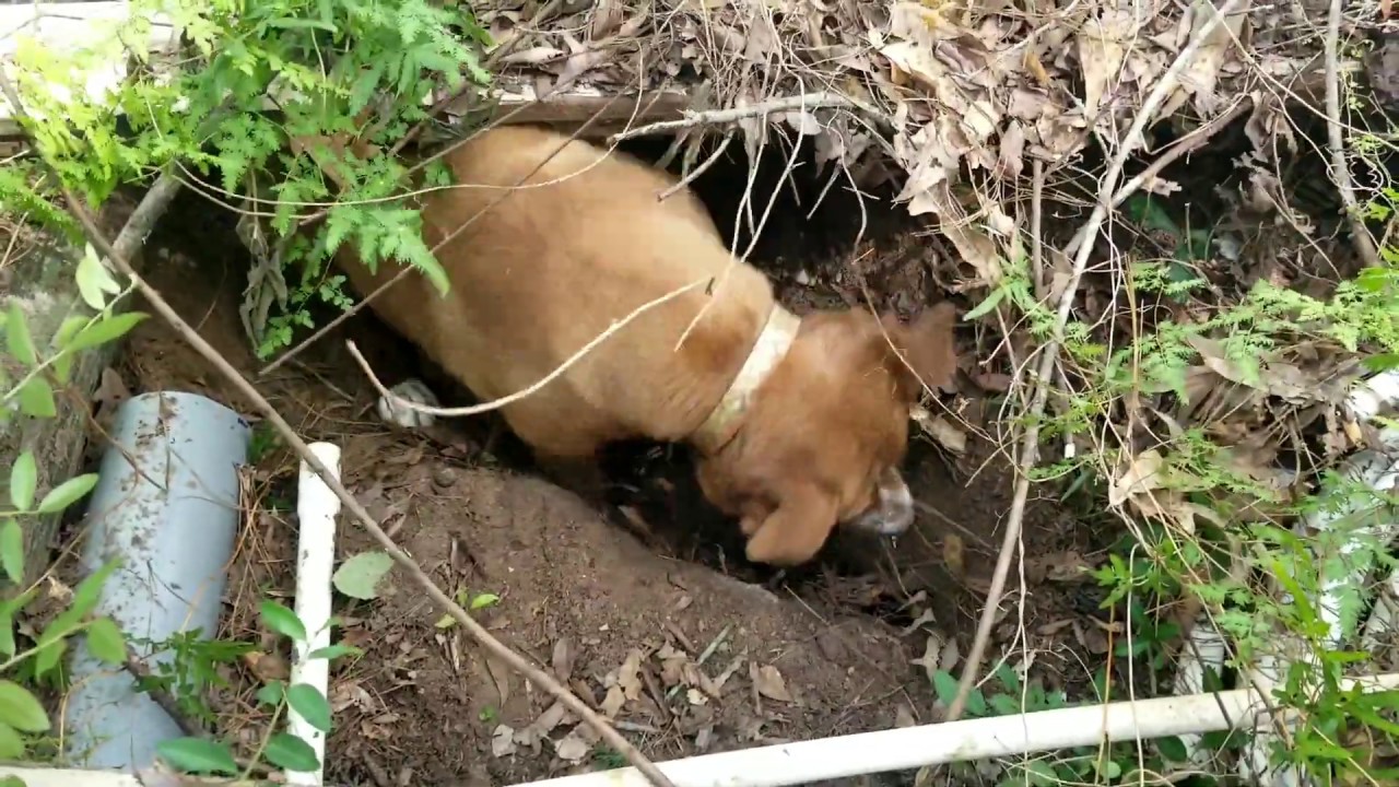 Max our vermin patrol - YouTube