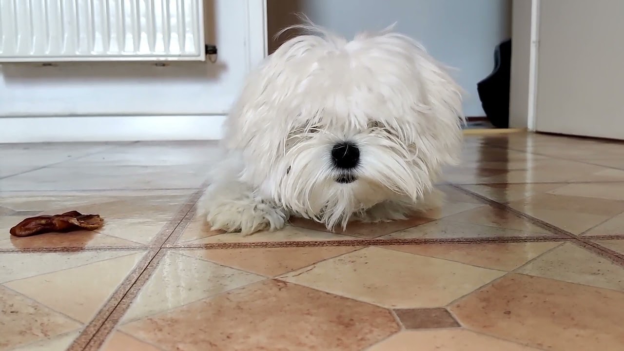 Mini Malteser Welpe Api beginnt zu Zahnen - YouTube