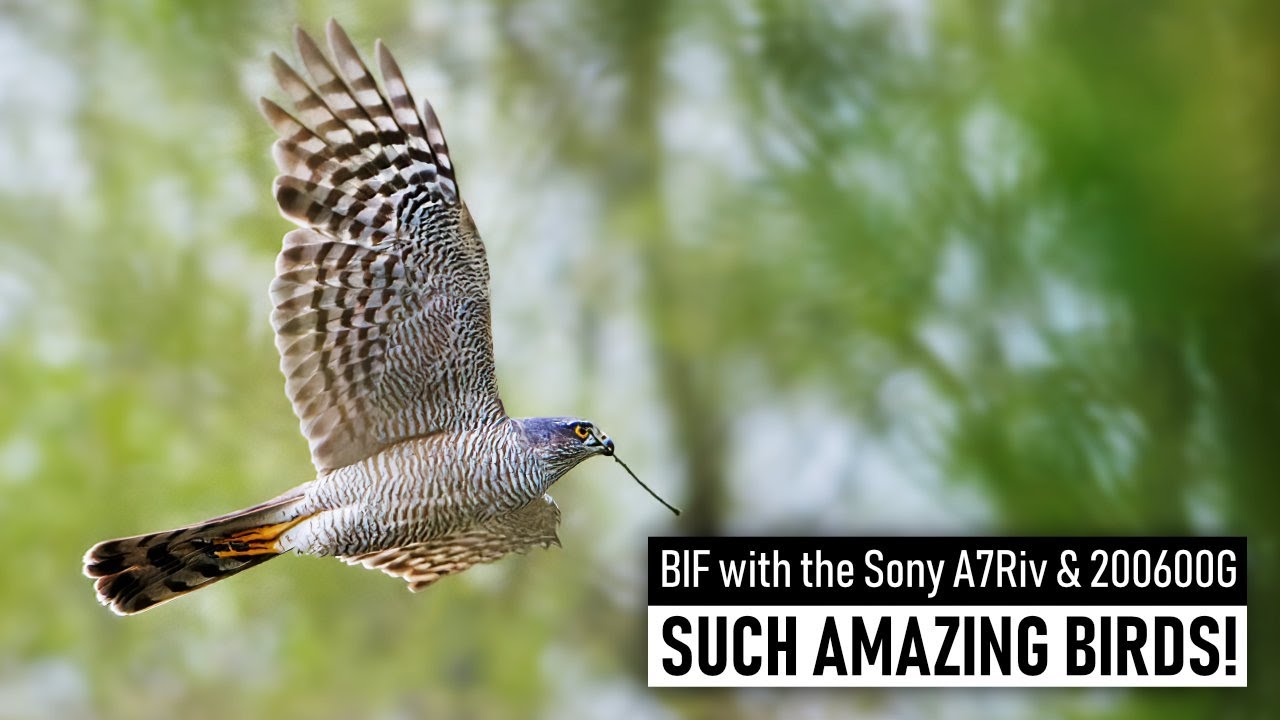 Photographing the Amazing Sparrowhawk in flight | Wildlife Photography ...
