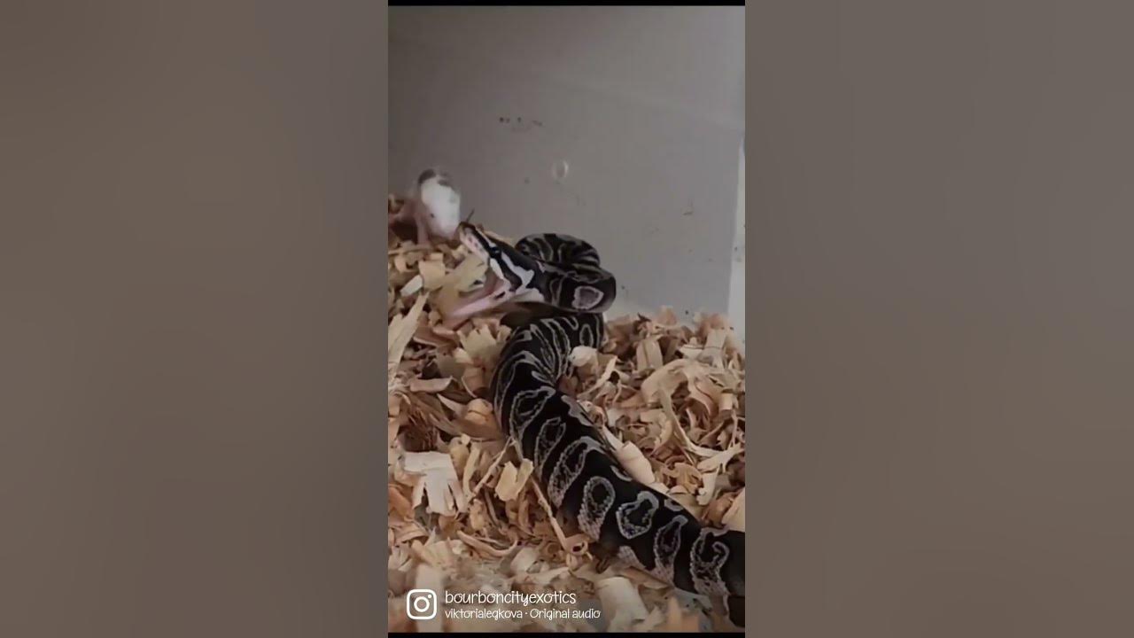 Yawning ball python, Wednesday, is our axthantic ghi leopard het clown ...