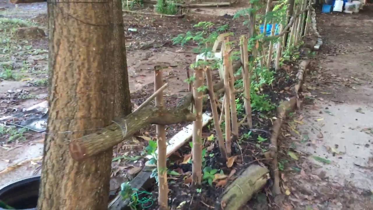 Moringa oleifera Hedge - YouTube