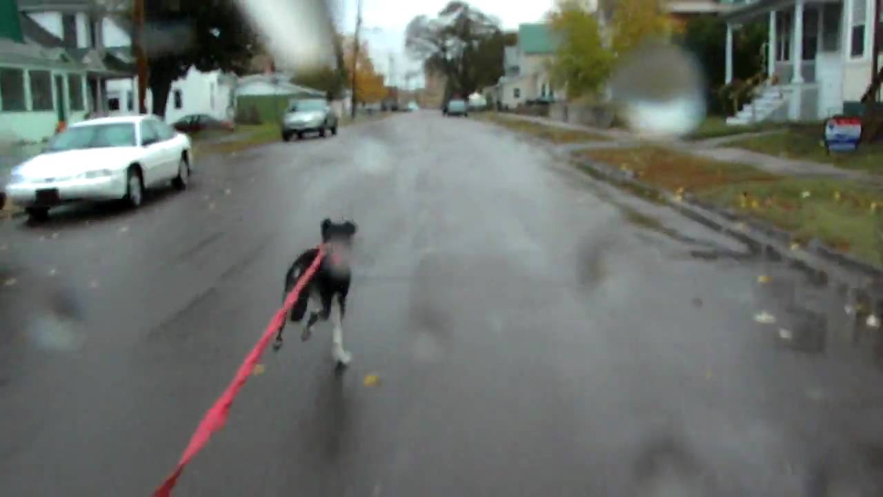 My Alaskan Husky pulling me down the street on my longboard HD - YouTube