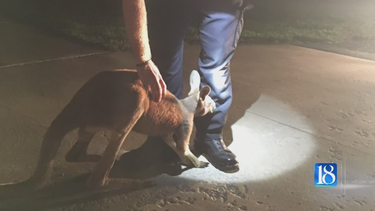 Kangaroo spotted in Delphi - YouTube