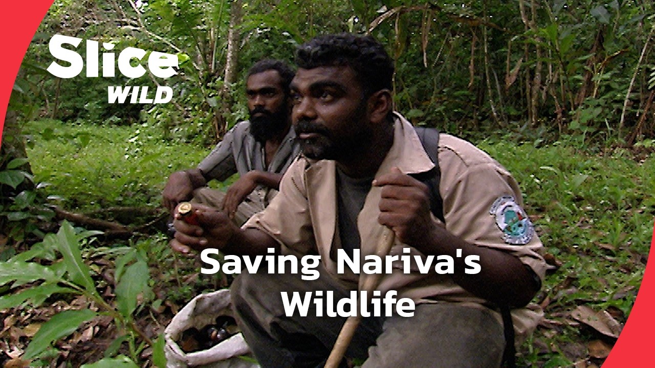 Nariva: Guardian of Trinidad's Wildlife | SLICE WILD | FULL DOC - YouTube