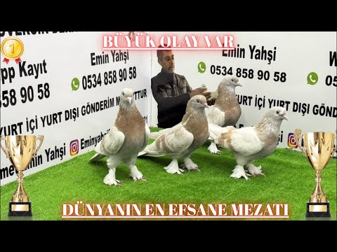 Emin Yahşi Canlı Mezat kanalı canlı yayında #Büyük_Gün