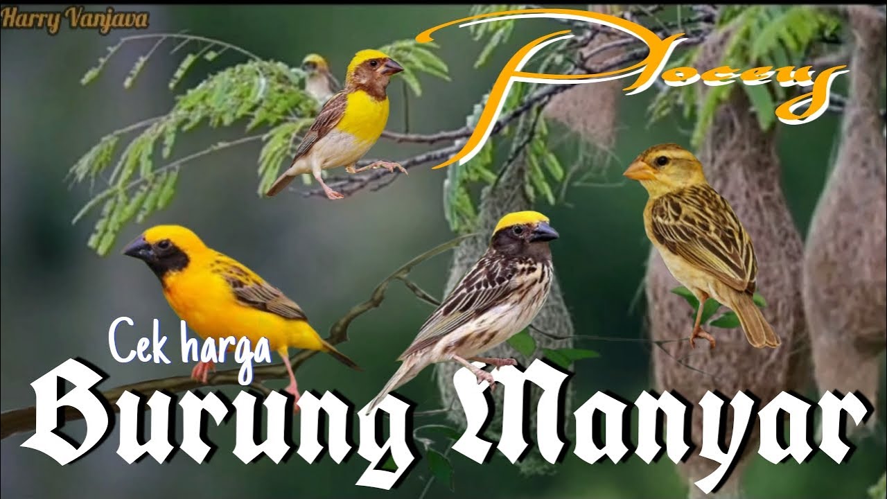 Burung Manyar // Harga burung manyar - YouTube