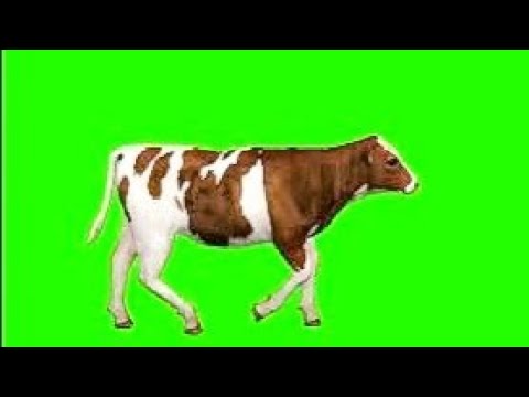 Cow green screen#greenscreen - YouTube