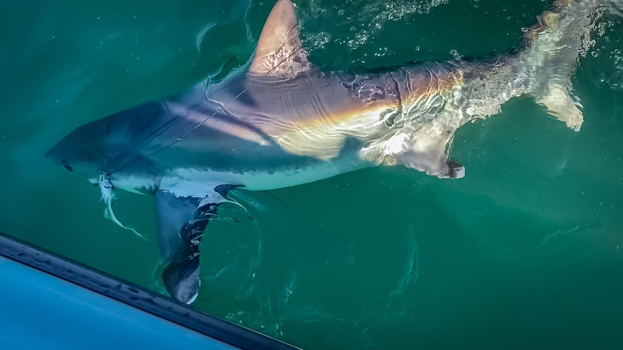 Isle of Wight Thresher Shark from Warrior 165 Jul-22 🦈🦈 - YouTube