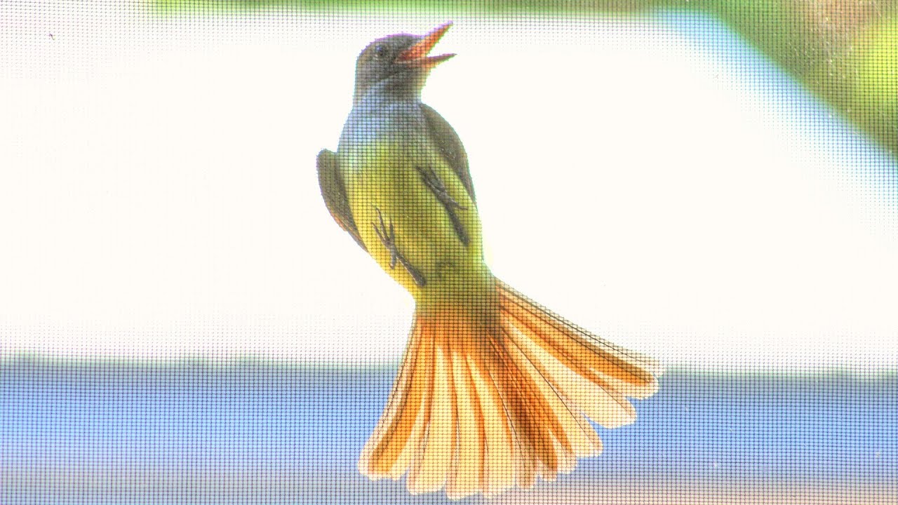Flycatcher Catching Flies on Window Screens - Natural Pest Control ...