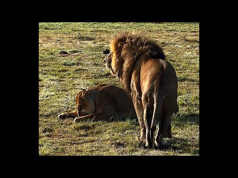 Huge Kaskaz Male Lion with Survey Pride Lioness | Masaimara | 19 December 2025