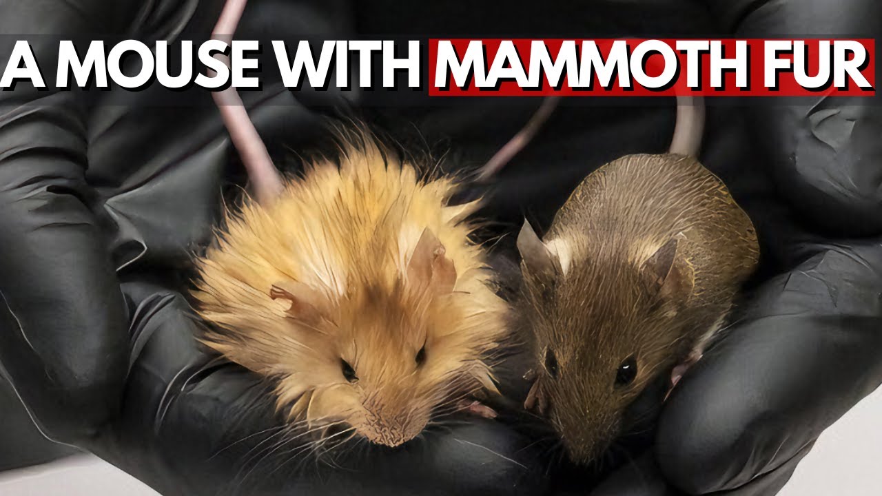 Woolly Mammoth Revival Gets BIG Boost - YouTube