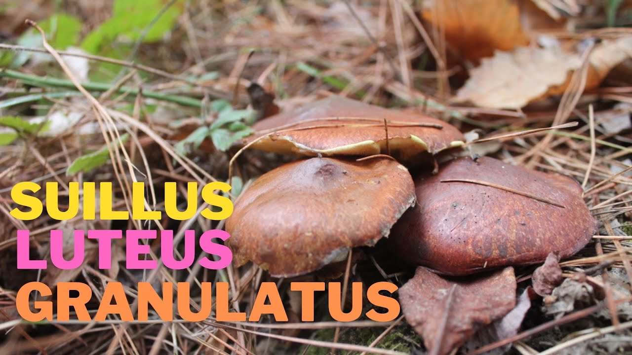 Suillus luteus Vs Suillis granulatus ambos comestibles #setas #hongos # ...