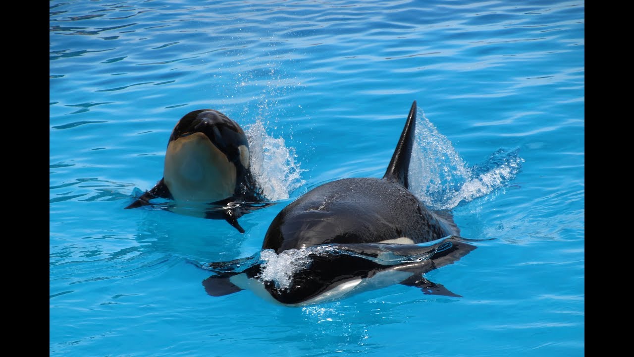 Orca Morgan and calf Ula at Loro Parque - YouTube